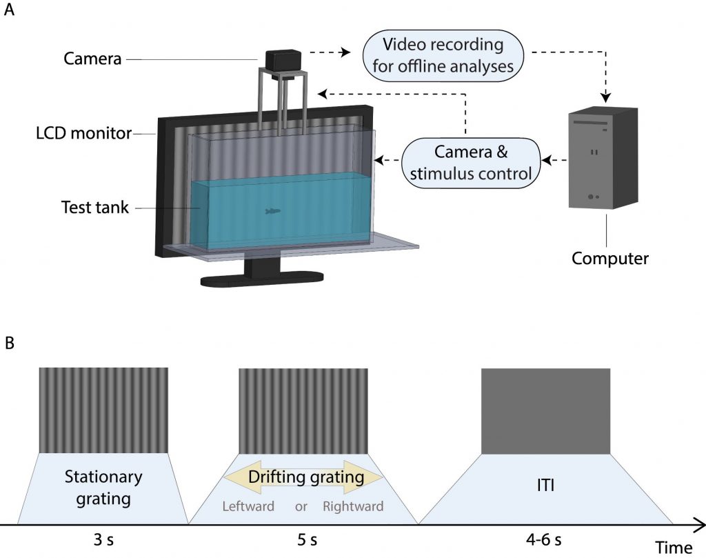 The optomotor response of aging zebrafish reveals a complex relationship between visual motion ...